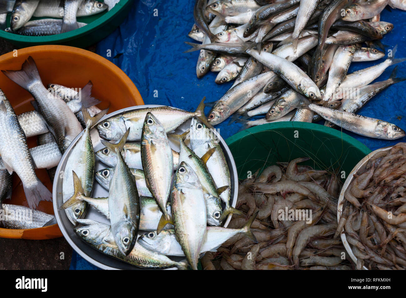 Dry Fish Market Kochi Kerala at Noah Stretch blog