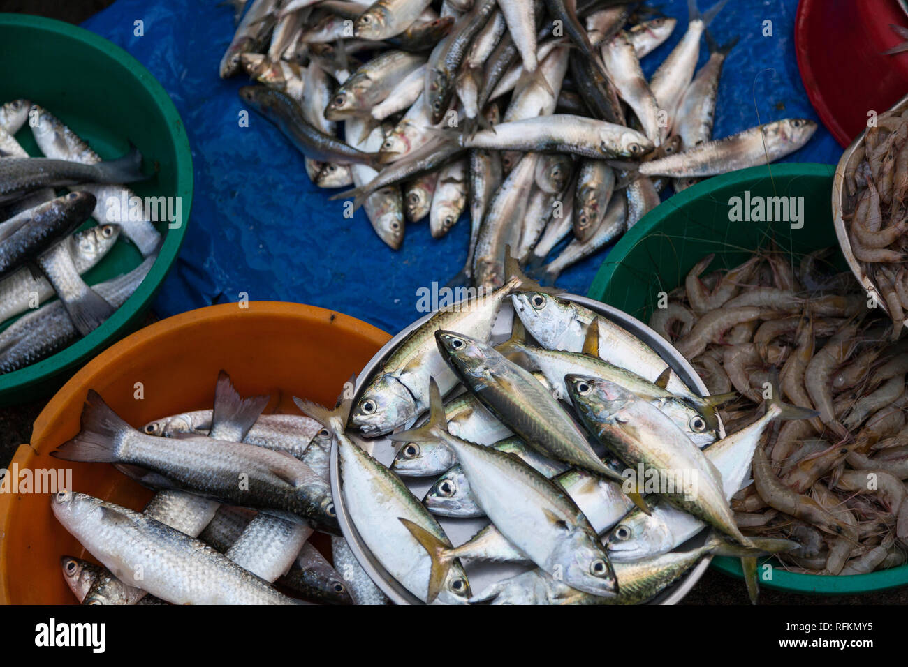 fish market, Kochi, Kerala, India Stock Photo - Alamy
