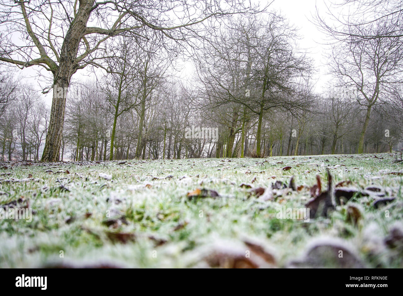 Park cover with light snow during winter Stock Photo - Alamy