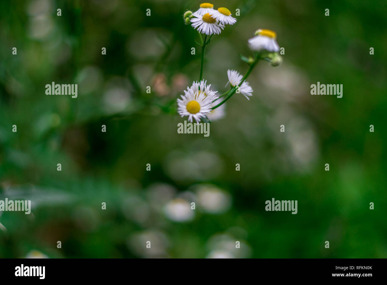 Some small white flowers, Great Himalayan National Park, Sainj Valley ...