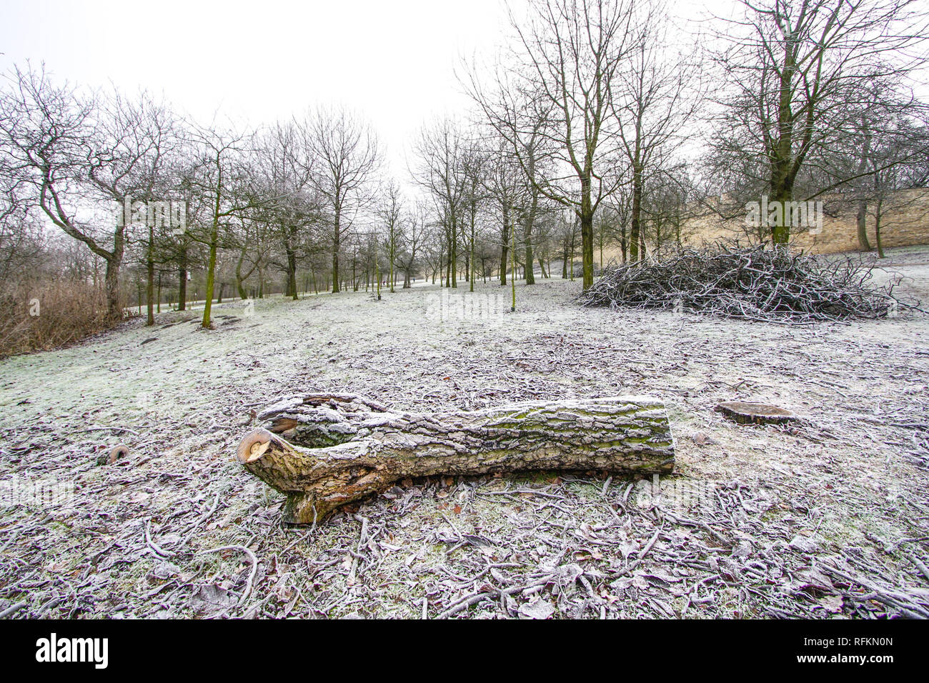 Park cover with light snow during winter Stock Photo - Alamy