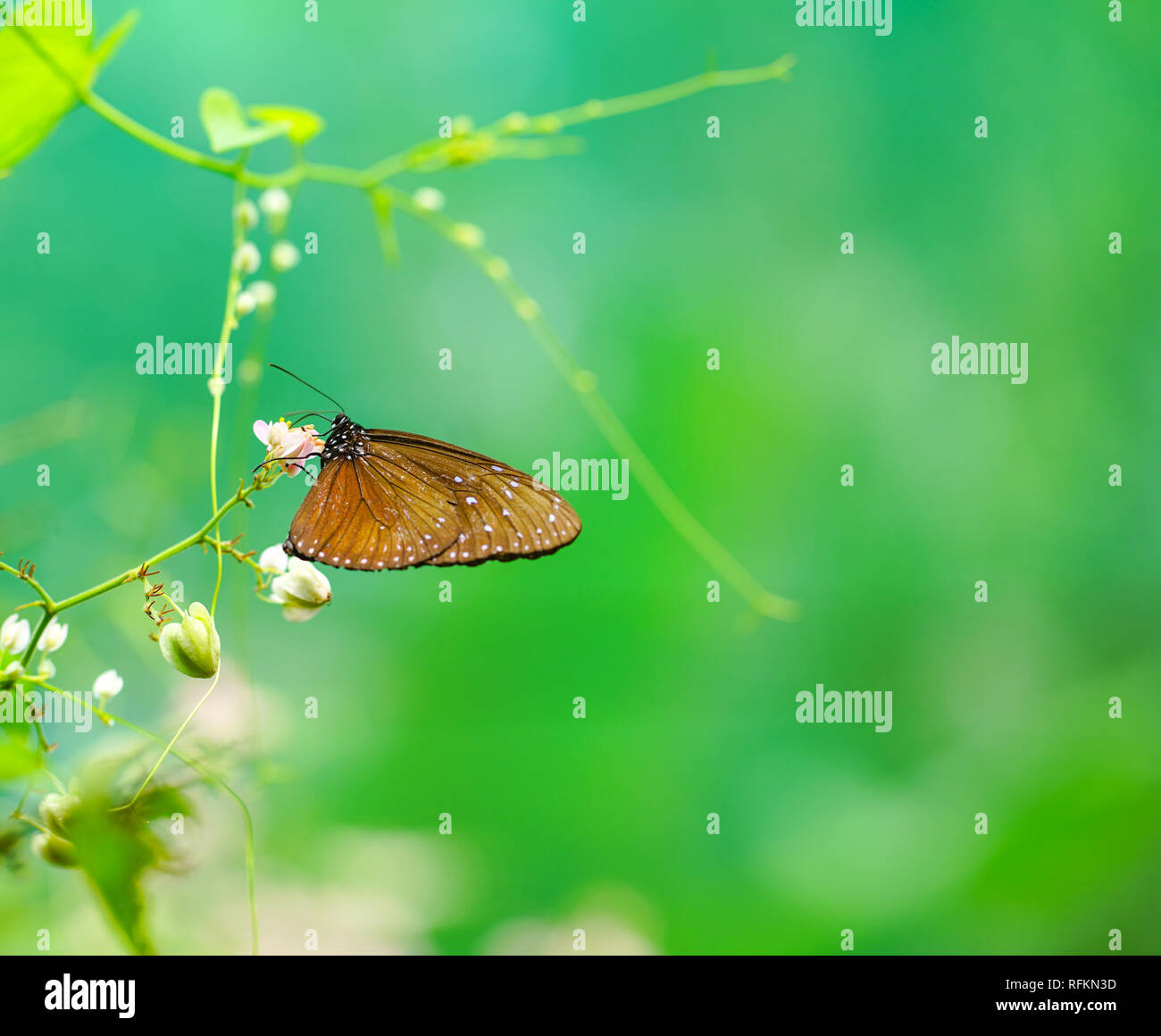 Beautiful brown color hi-res stock photography and images - Alamy