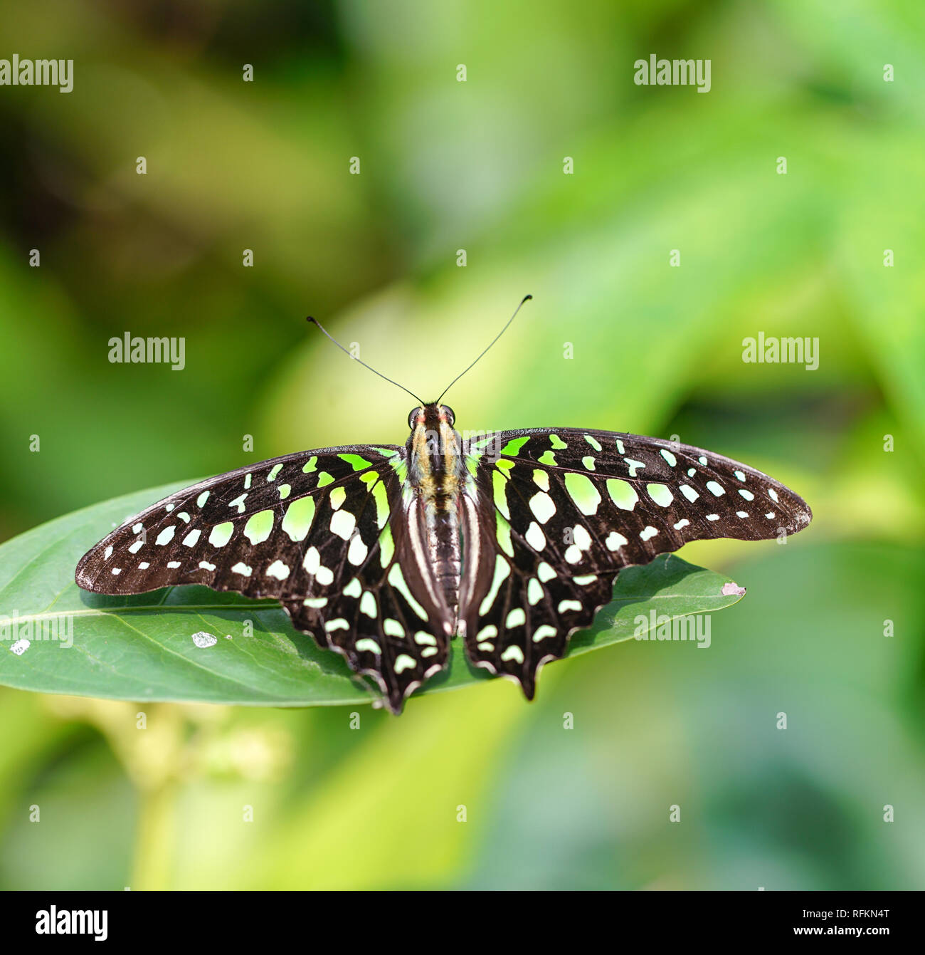 Beautiful Tailed Jay Butterfly in a garden Stock Photo - Alamy