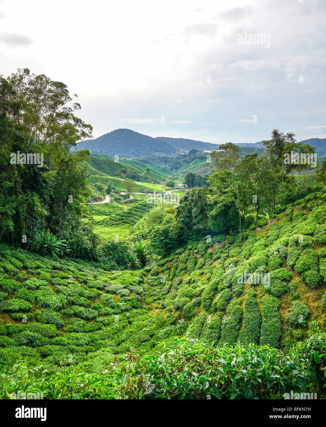 Tea plantation at Cameron Highlands Stock Photo - Alamy