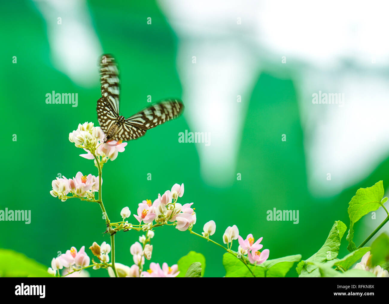Blue Glassy Tiger butterfly found in a garden Stock Photo - Alamy