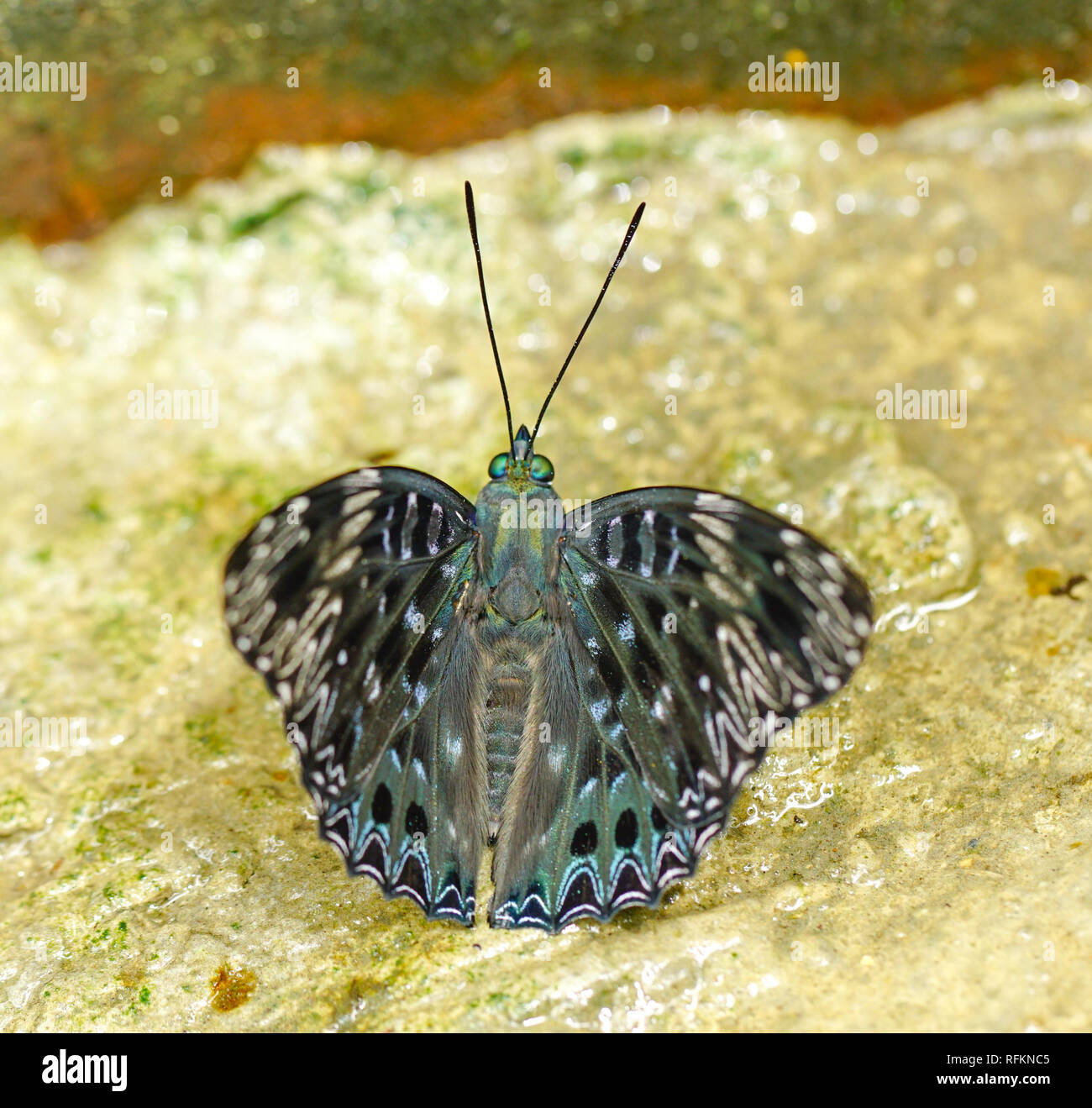 Blue malayan clipper hi-res stock photography and images - Alamy