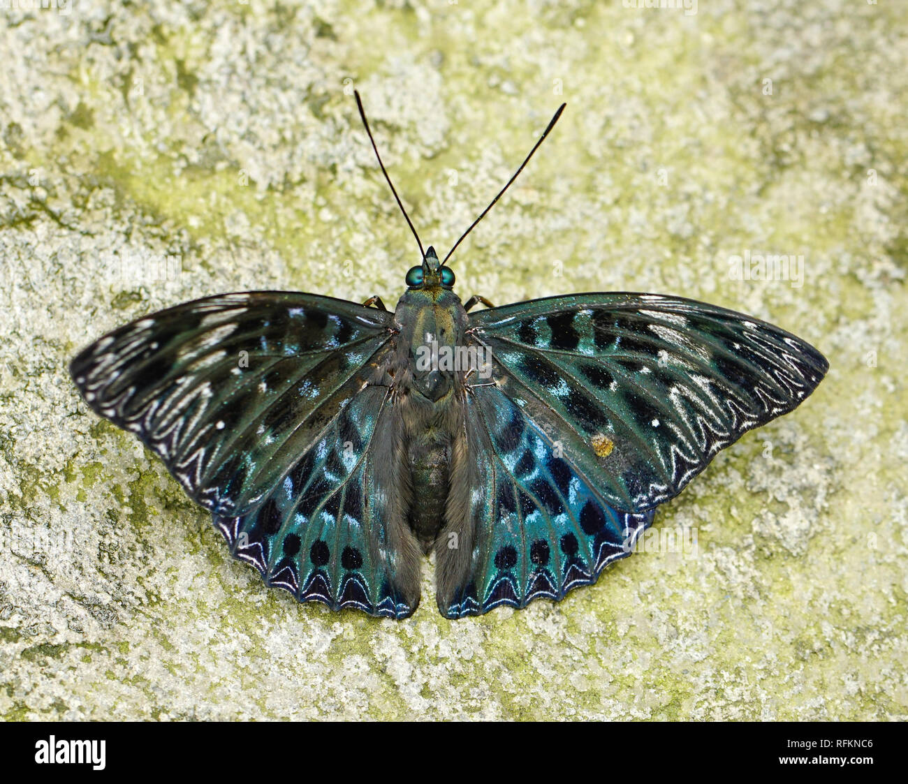 Blue malayan clipper hi-res stock photography and images - Alamy