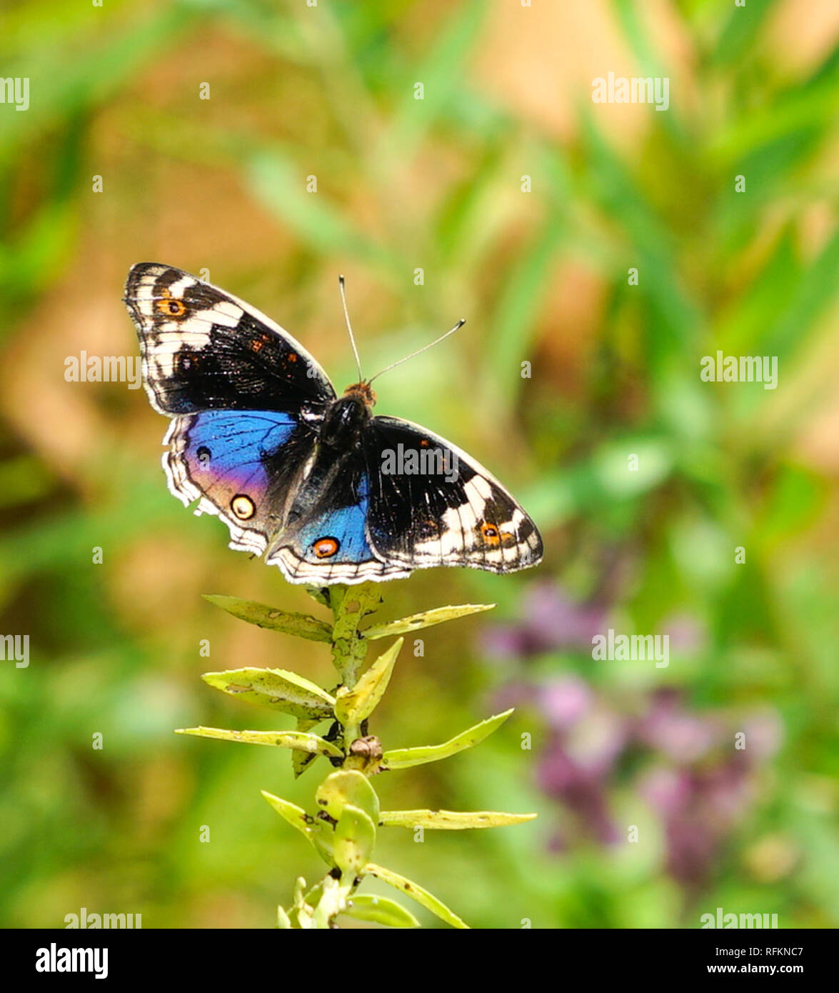 Blue pansy butterfly hi-res stock photography and images - Alamy