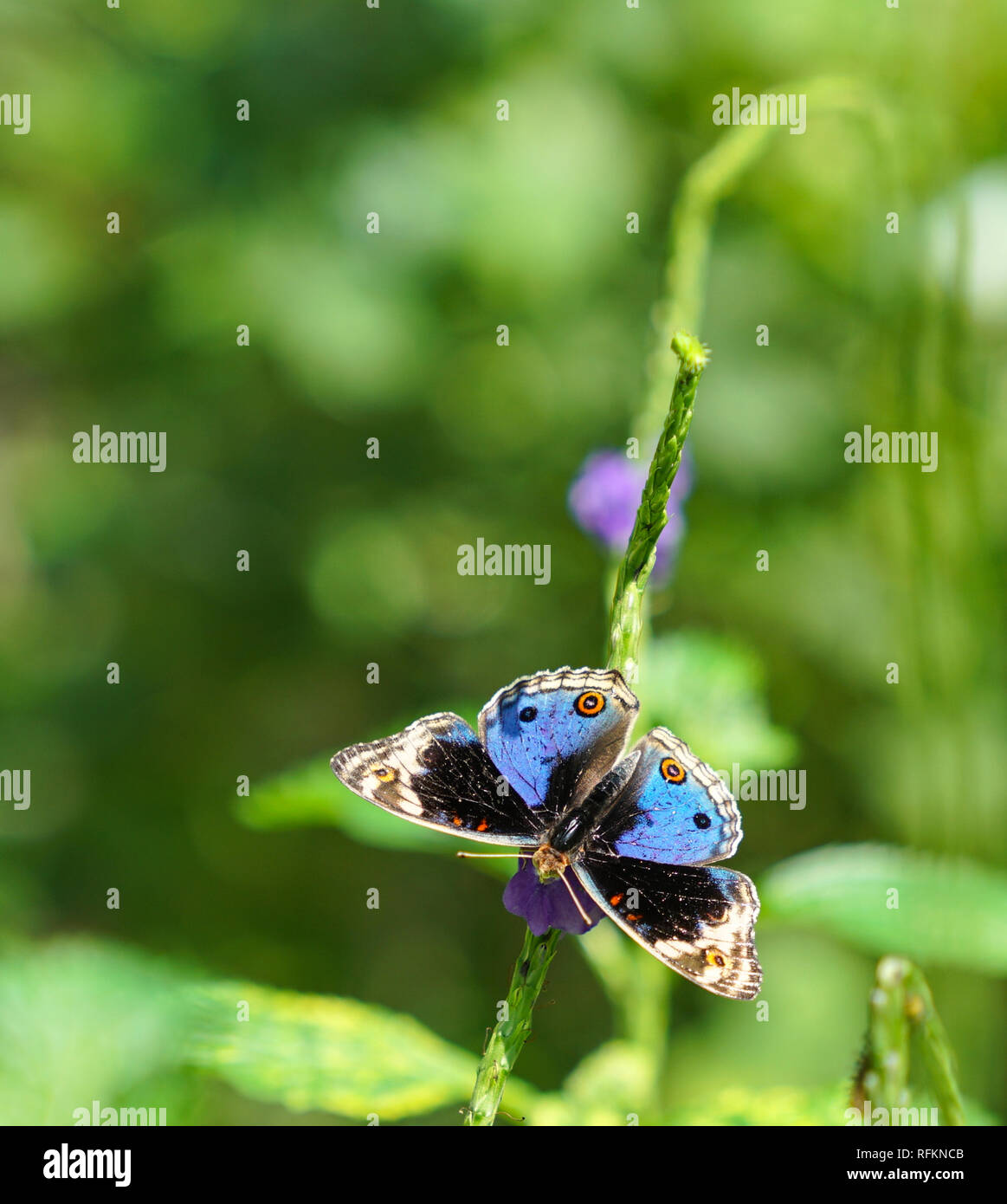 Blue pansy butterfly hi-res stock photography and images - Alamy