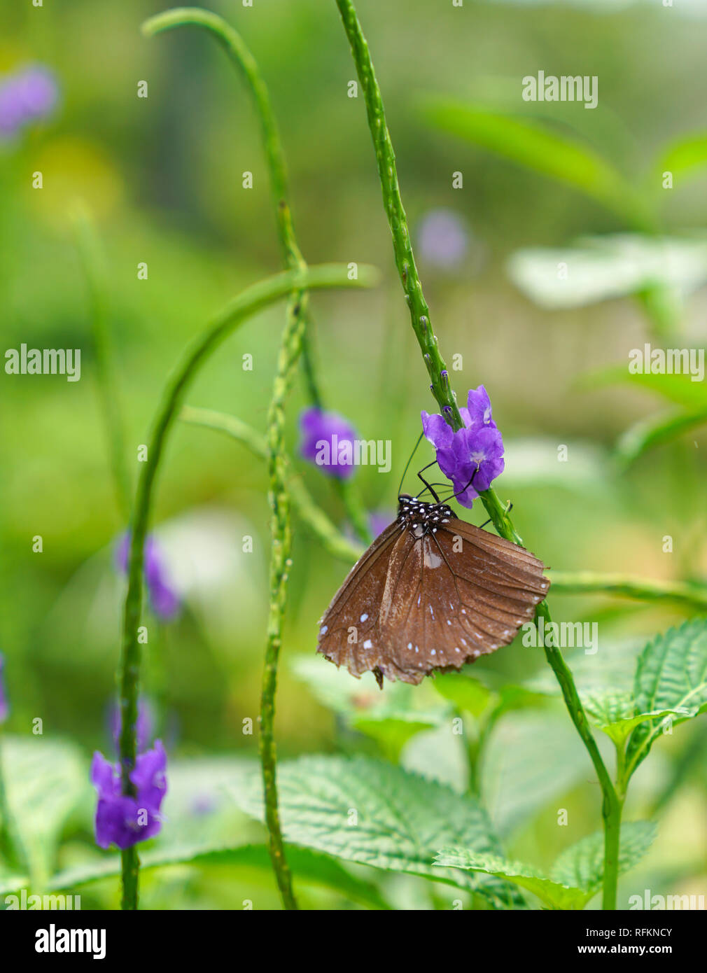 Brown color buttefly on a plant in a garden Stock Photo - Alamy