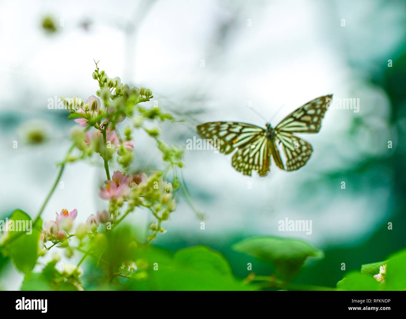 Garden with butterfly flying with wings open Stock Photo - Alamy