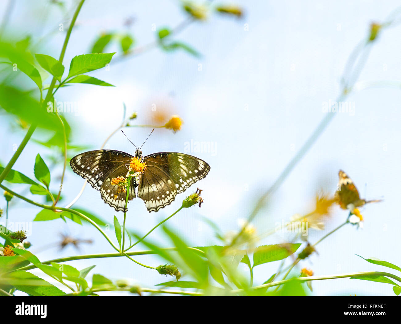 Butterflies in a lovely garden with flowers Stock Photo - Alamy