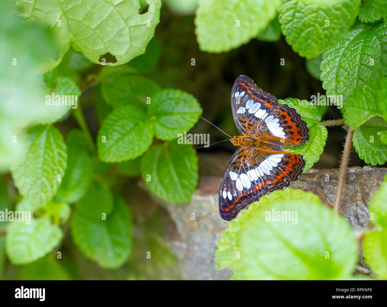 Beautiful butterfly shot in Kuala Lumpur Butterfly Park Stock Photo - Alamy