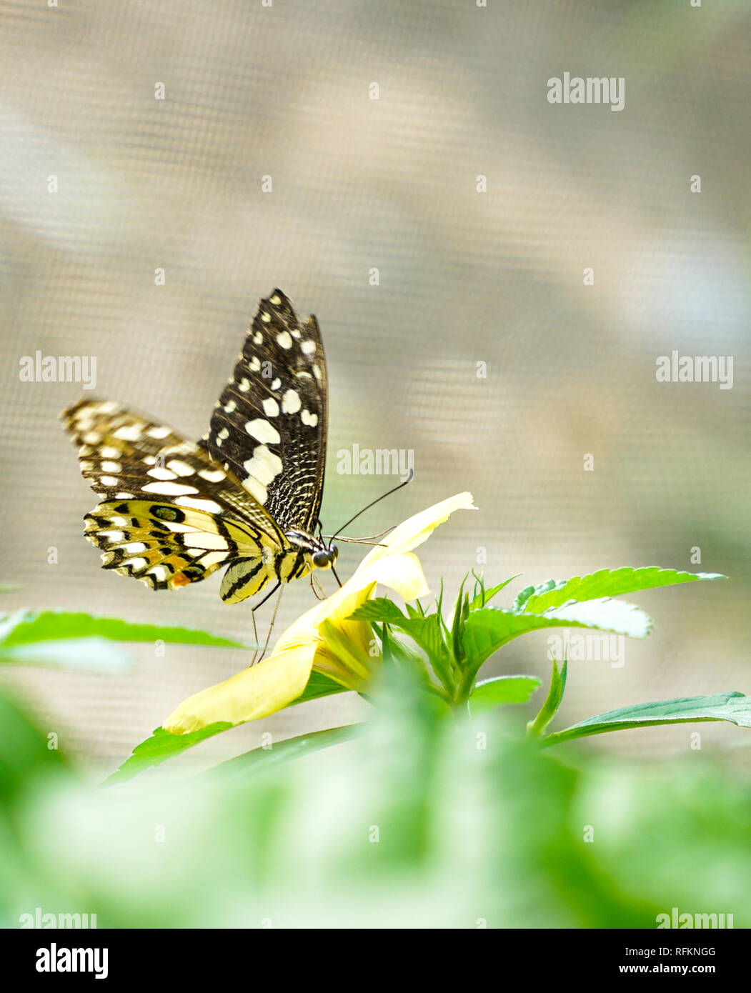 Checkered swallowtail butterfly hi-res stock photography and images - Alamy