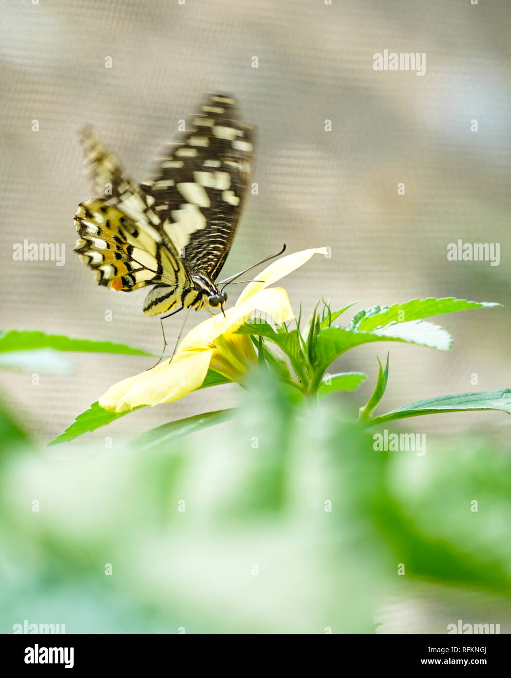 Checkered swallowtail butterfly hi-res stock photography and images - Alamy
