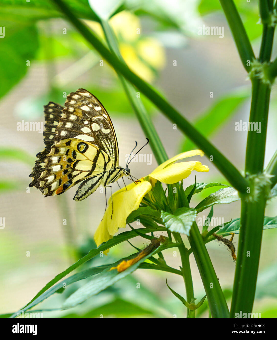 Checkered swallowtail butterfly hi-res stock photography and images - Alamy