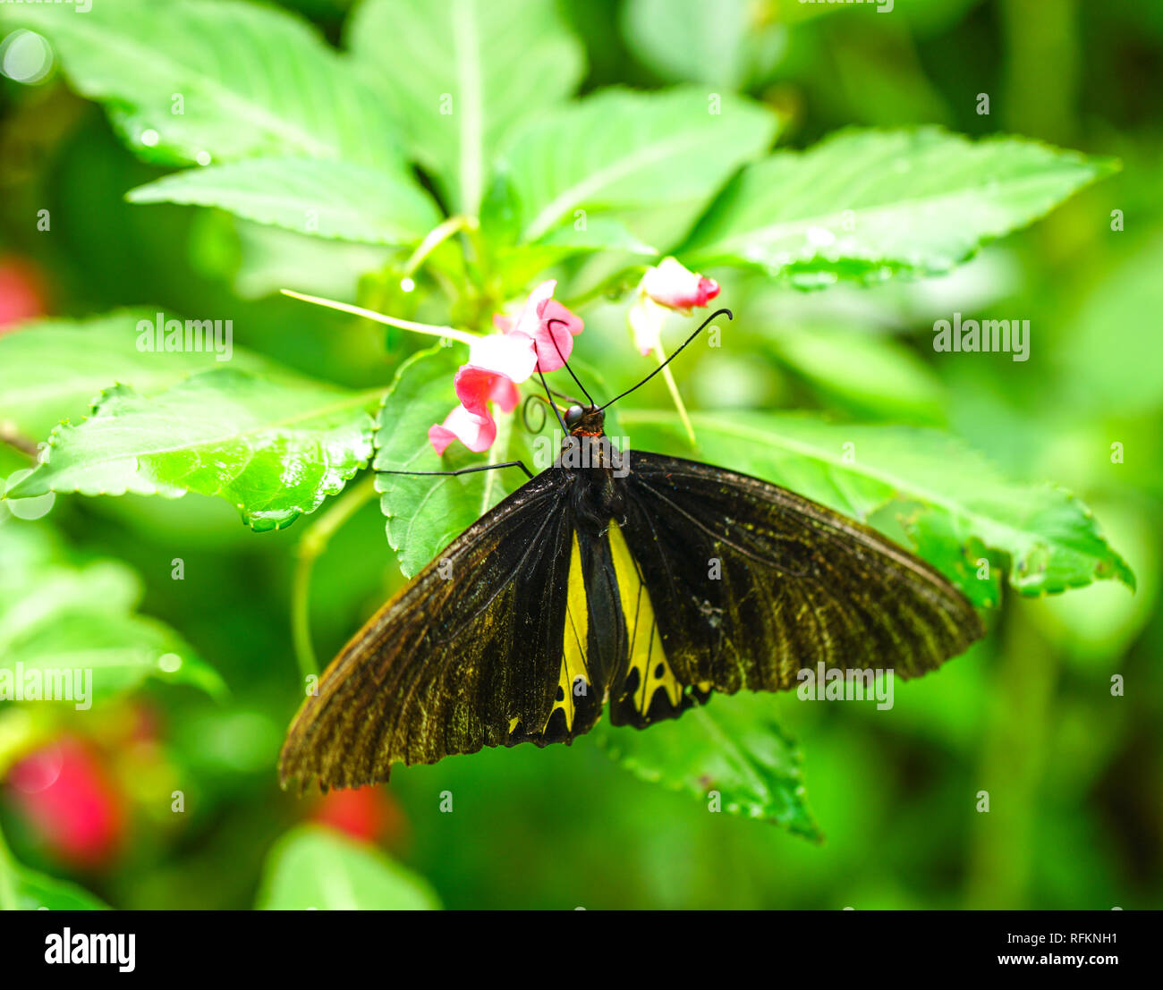 The common birdwing hi-res stock photography and images - Alamy
