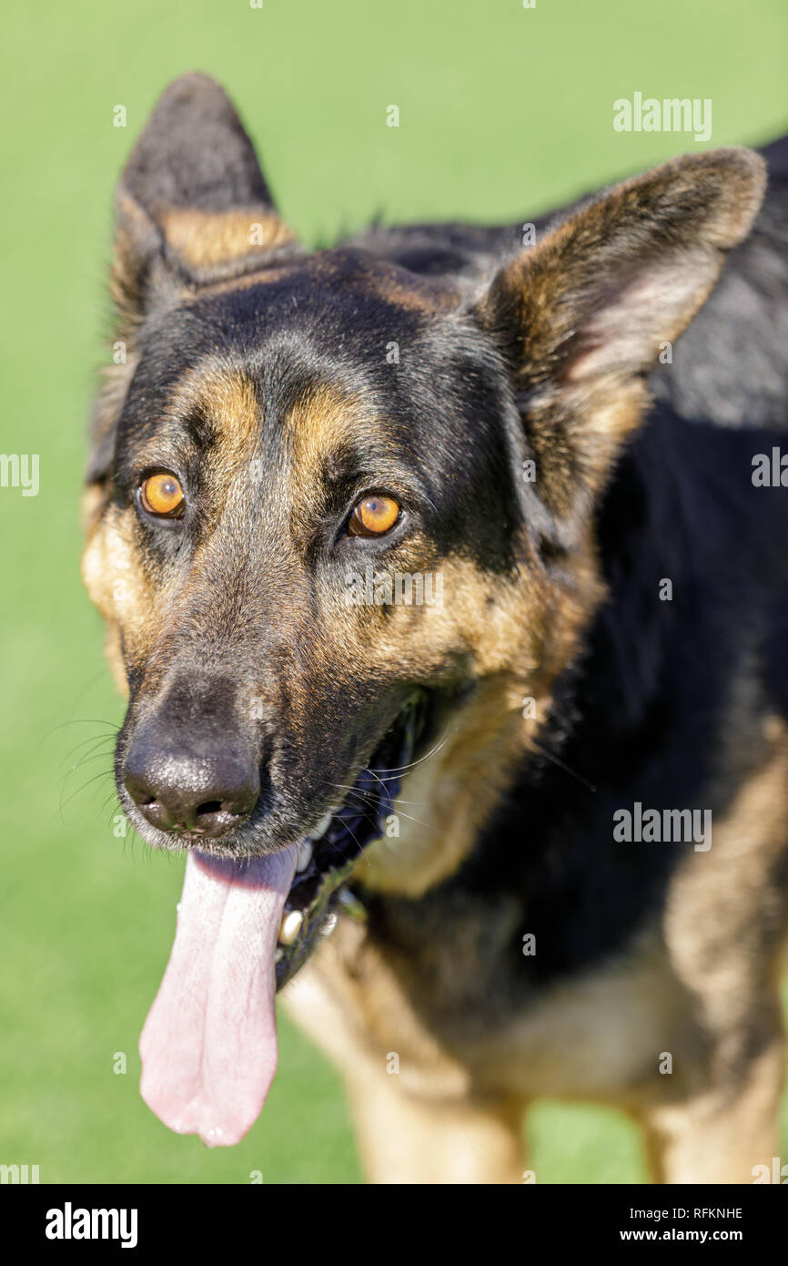 German shepherd head hi-res stock photography and images - Alamy