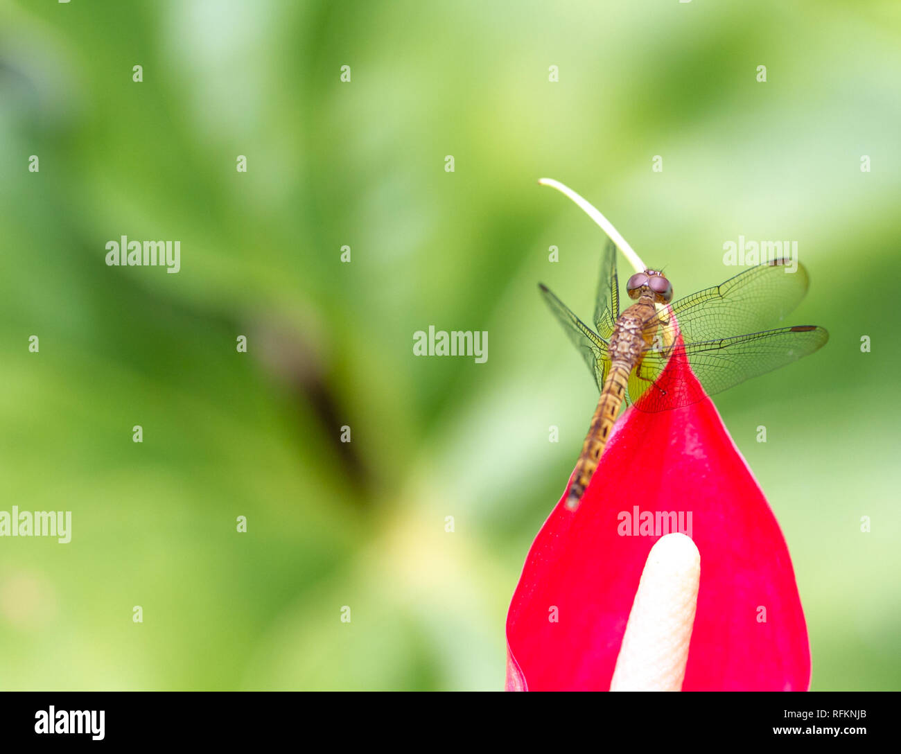 Dragonfly on a red color plant in a garden Stock Photo - Alamy