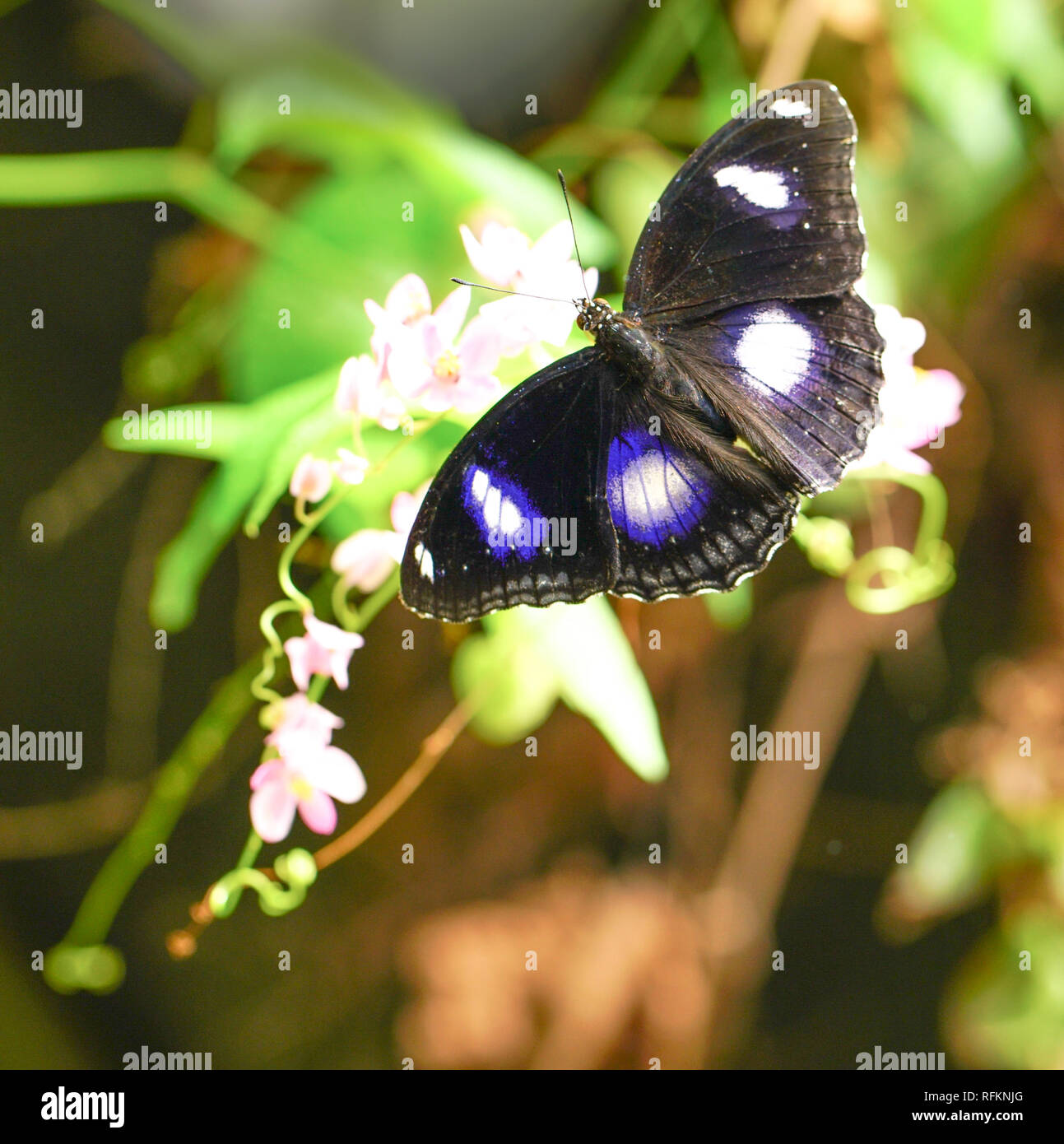 Great Egg Fly butterfly in a lovely garden Stock Photo - Alamy