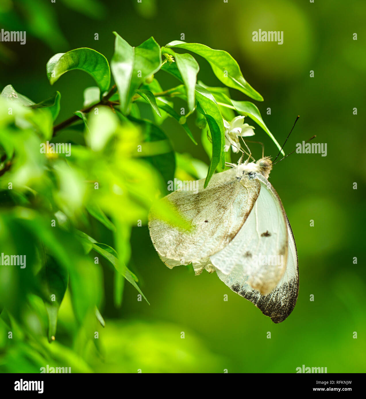 Butterfly mottled emigrant hi-res stock photography and images - Alamy
