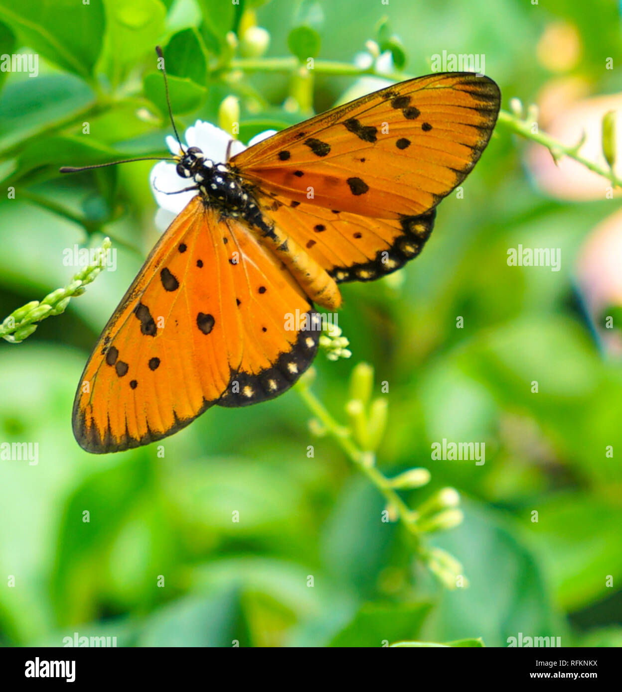 Butterfly garden wide view hi-res stock photography and images - Alamy