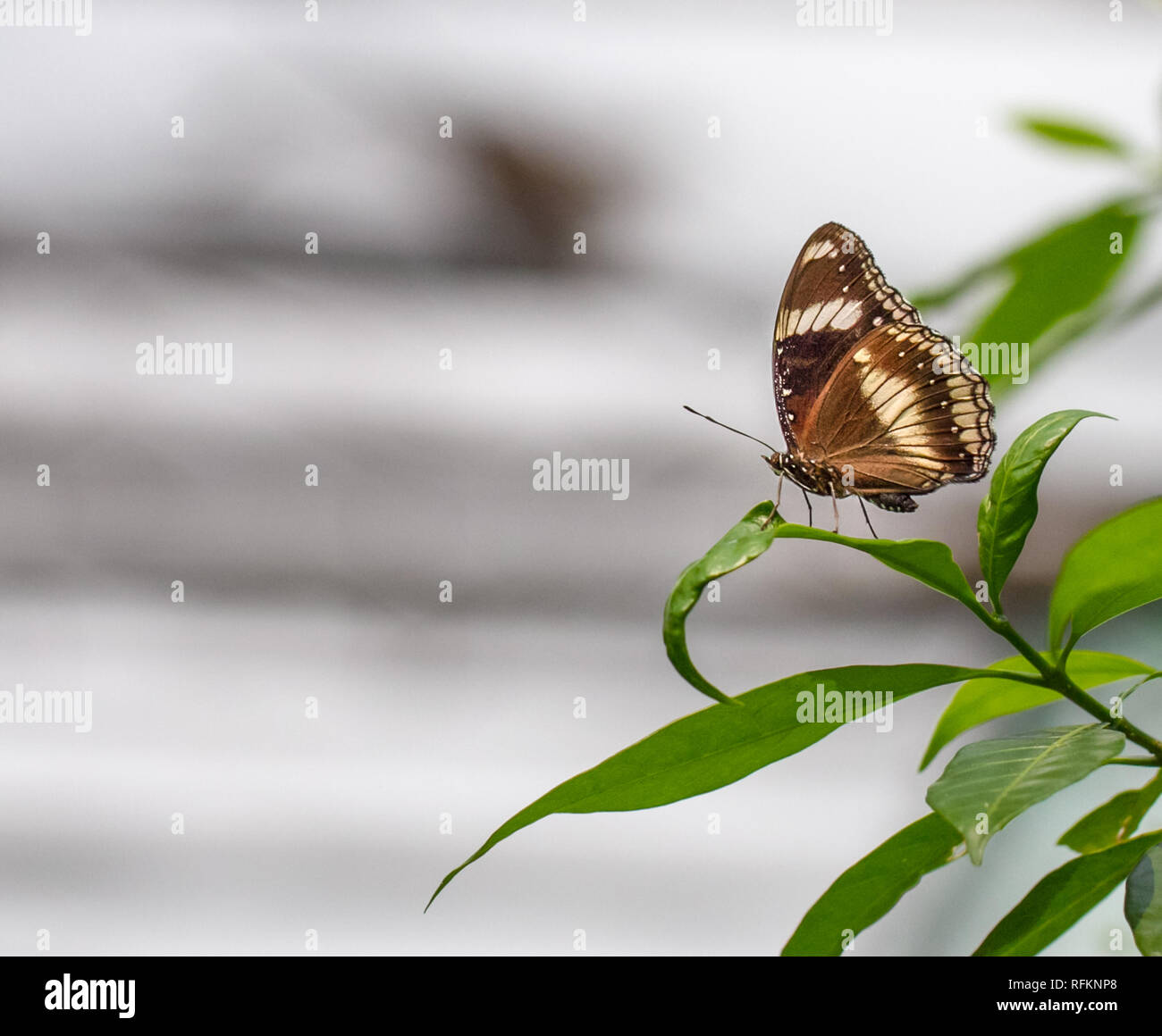 Beautiful brown color butterfly shot at Kuala Lumpur Park Stock Photo ...
