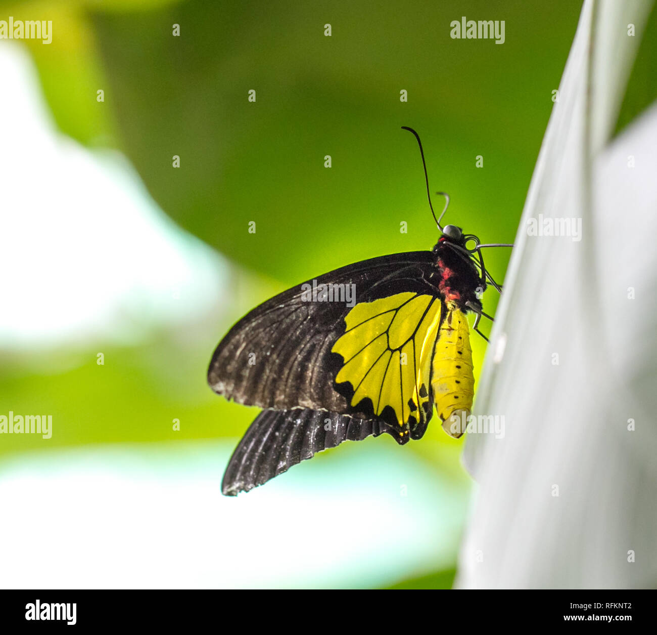 Common green birdwing butterfly hi-res stock photography and images - Alamy