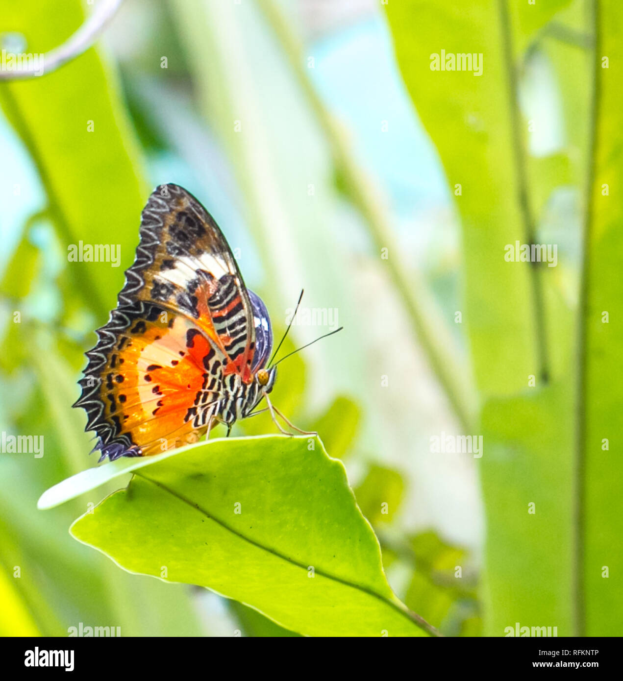 Plain Lacewing butterfly shot at Kuala Lumpur Butterfly Park Stock ...