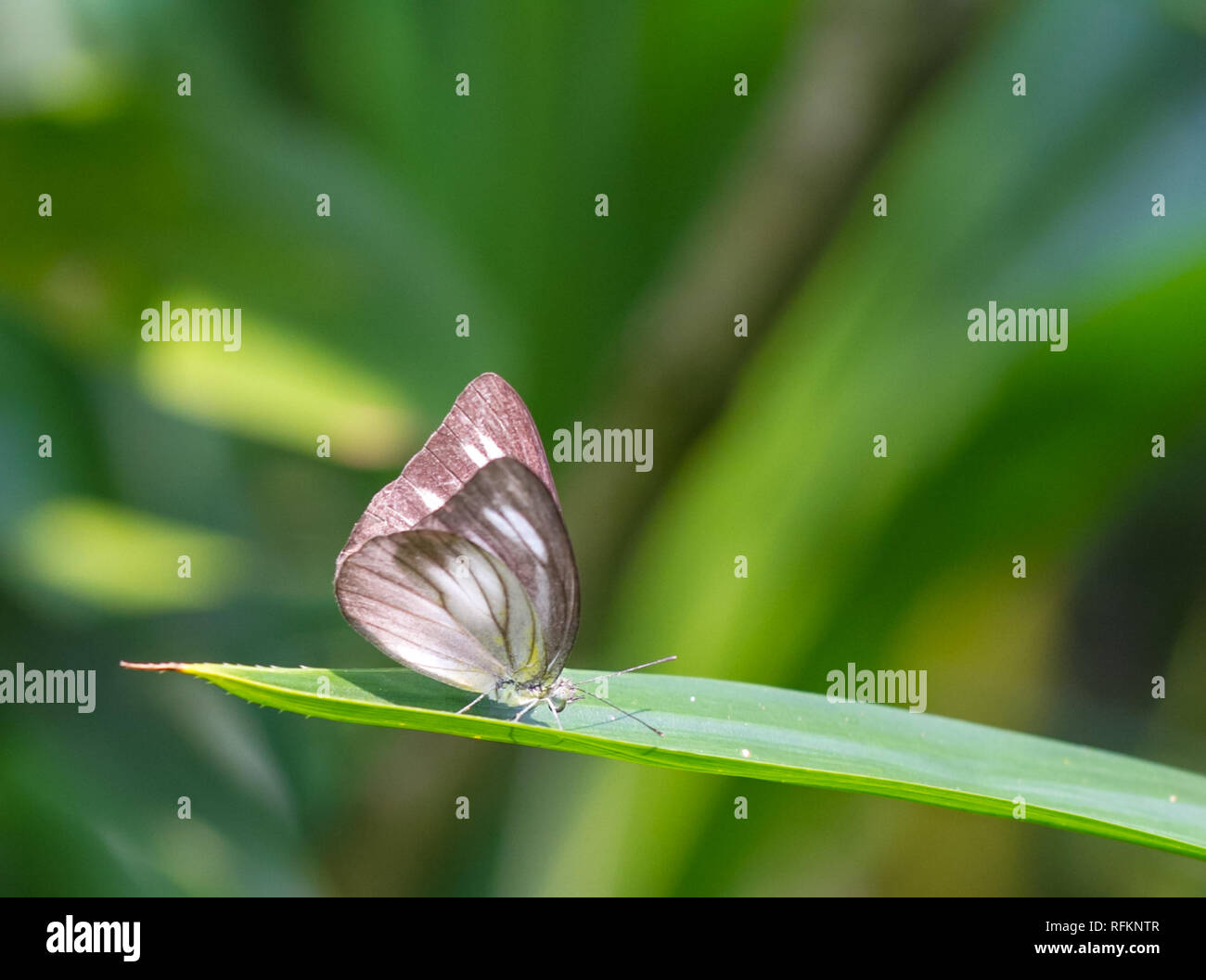 The striped albatross hi-res stock photography and images - Alamy