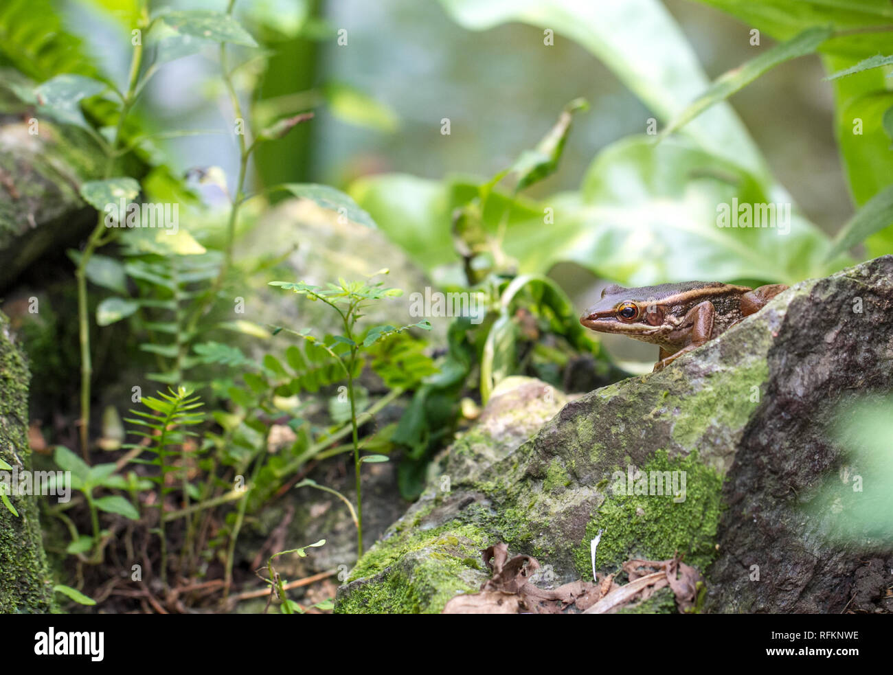 Frog camouflage in a garden Stock Photo - Alamy