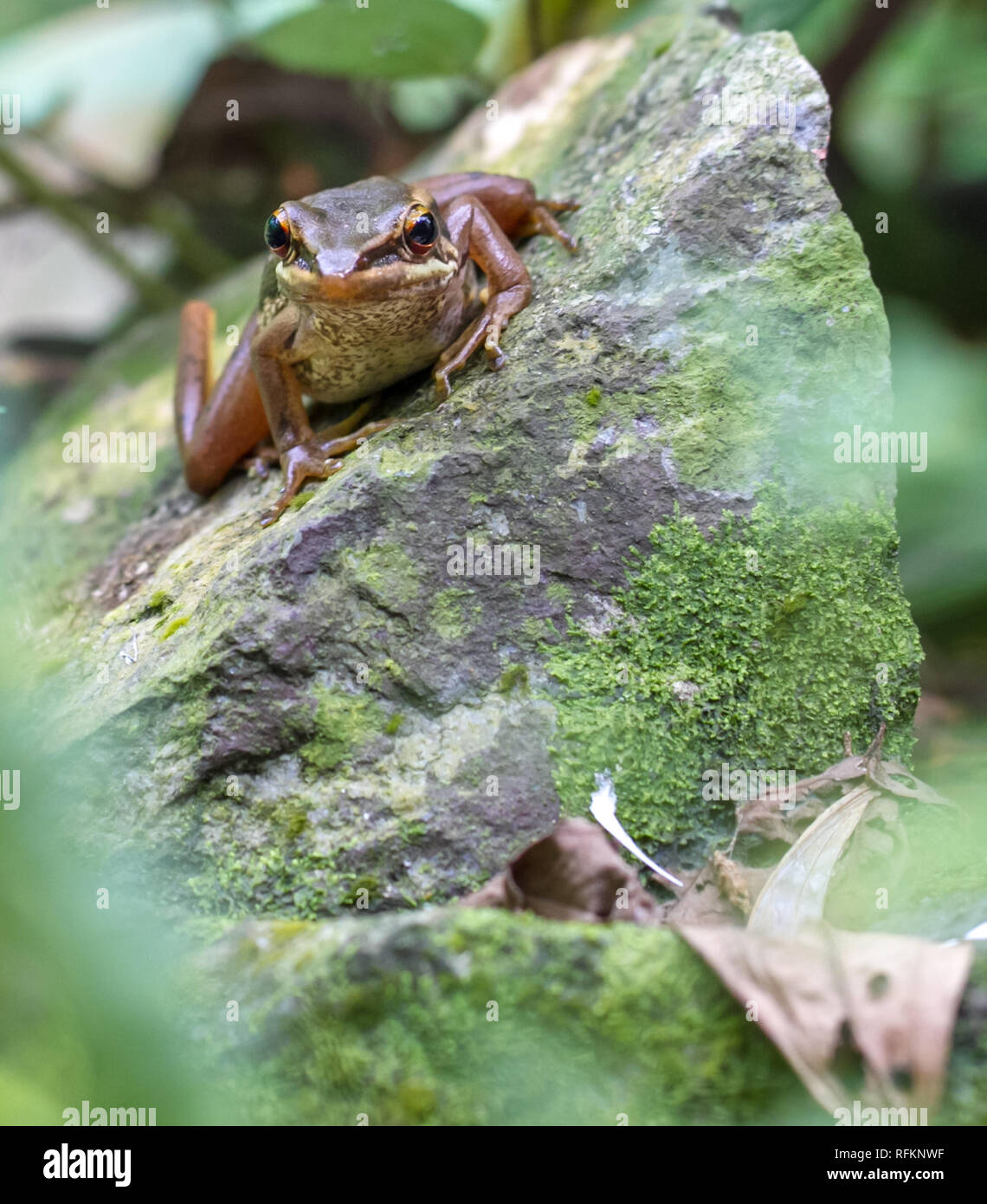 Frog camouflage in a garden Stock Photo - Alamy