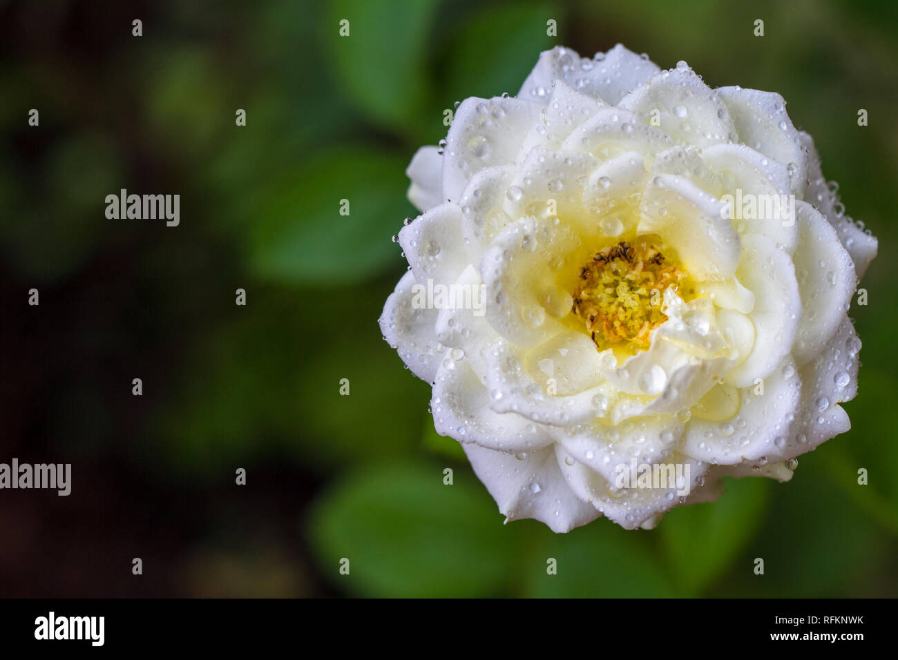 Single white Rose in a garden Stock Photo - Alamy