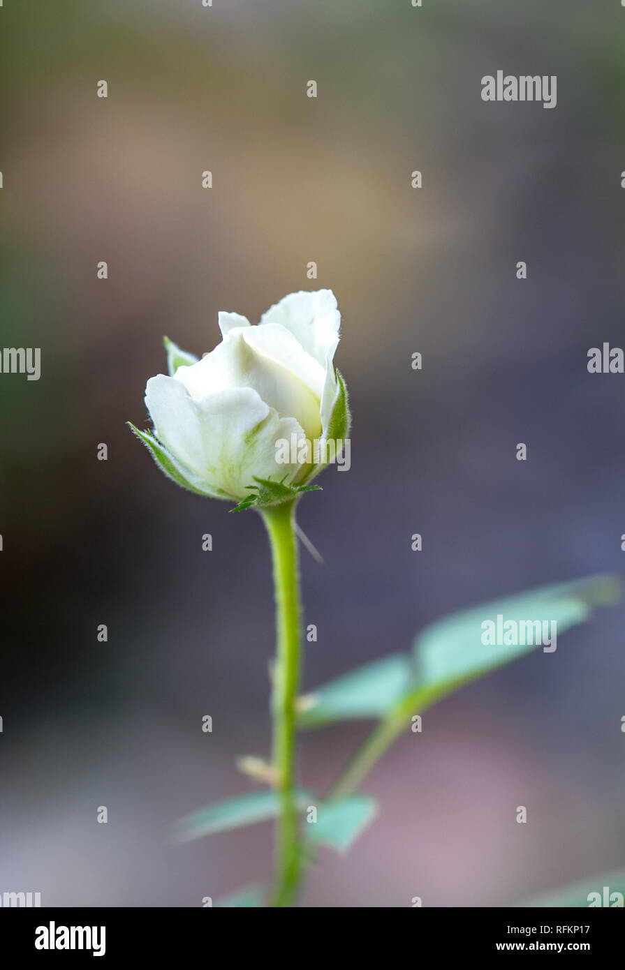 Single white Rose in a garden Stock Photo - Alamy