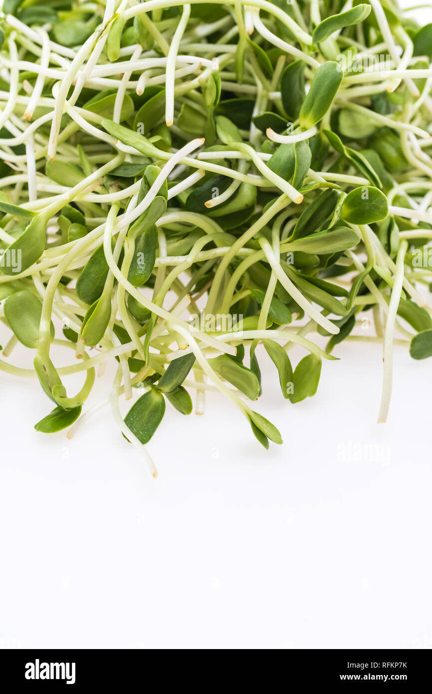 Young sunflower sprouts vegetable isolated on white background Stock ...