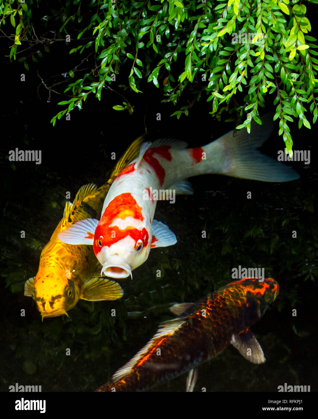 Koi fish hi-res stock photography and images - Alamy