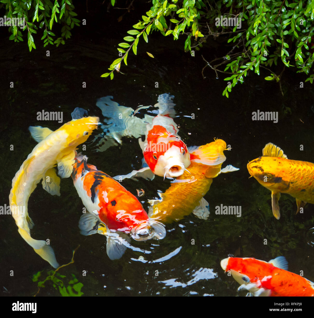 Colorful Koi fish in a pond Stock Photo - Alamy