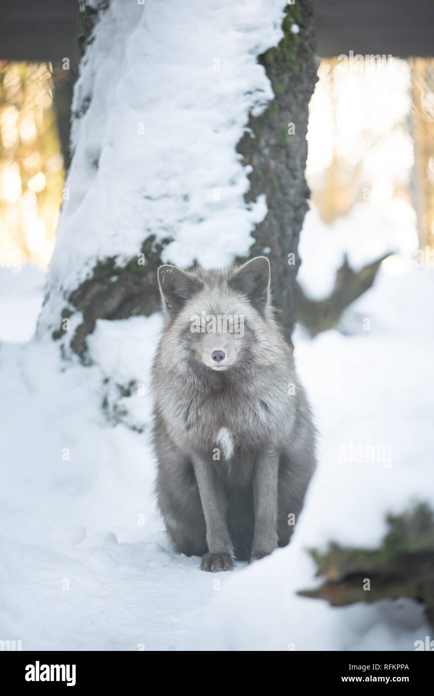 Pastel fox hi-res stock photography and images - Alamy