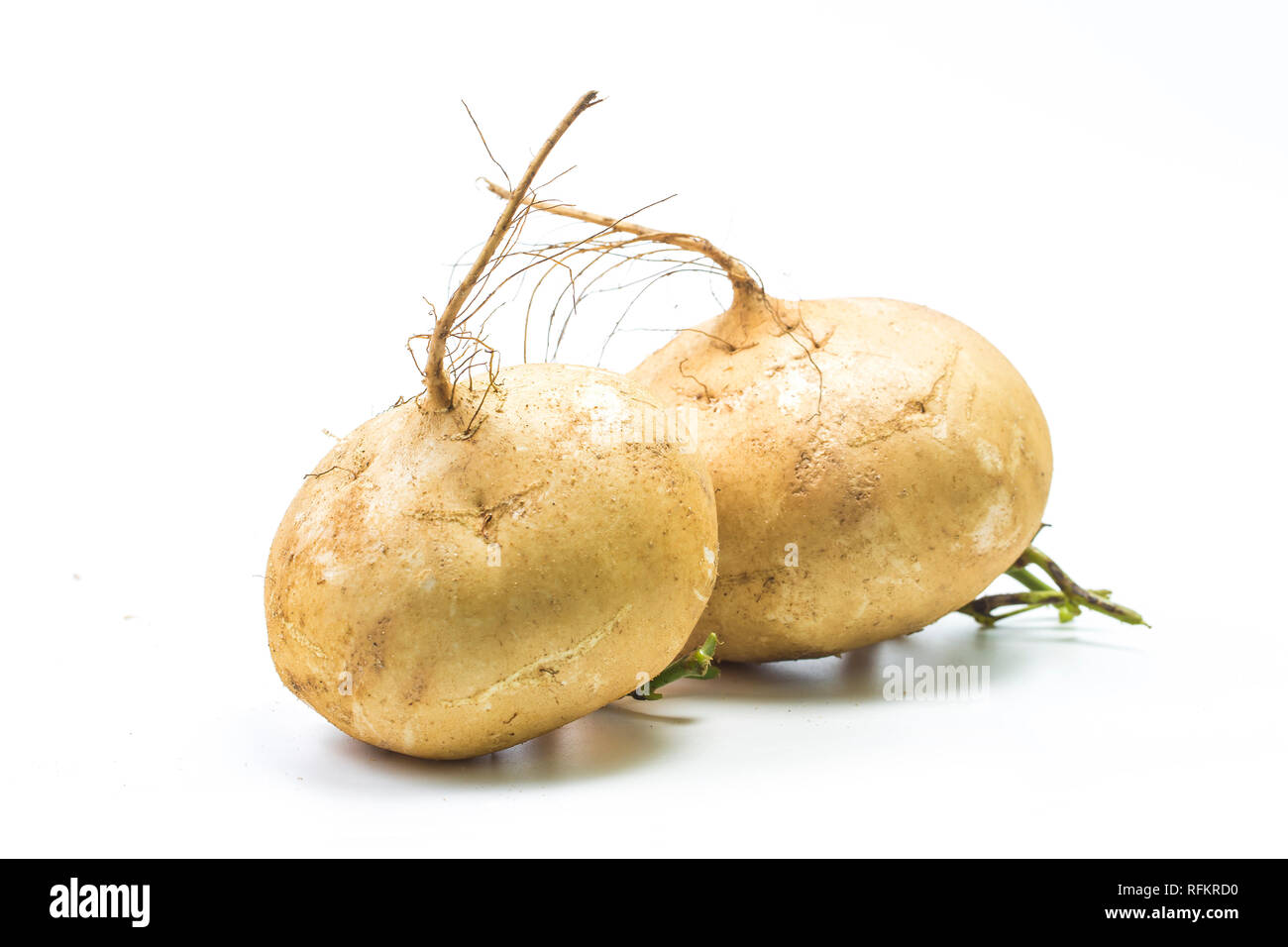 Pachyrhizus erosus?Whole Jicama isolated on white background Stock ...
