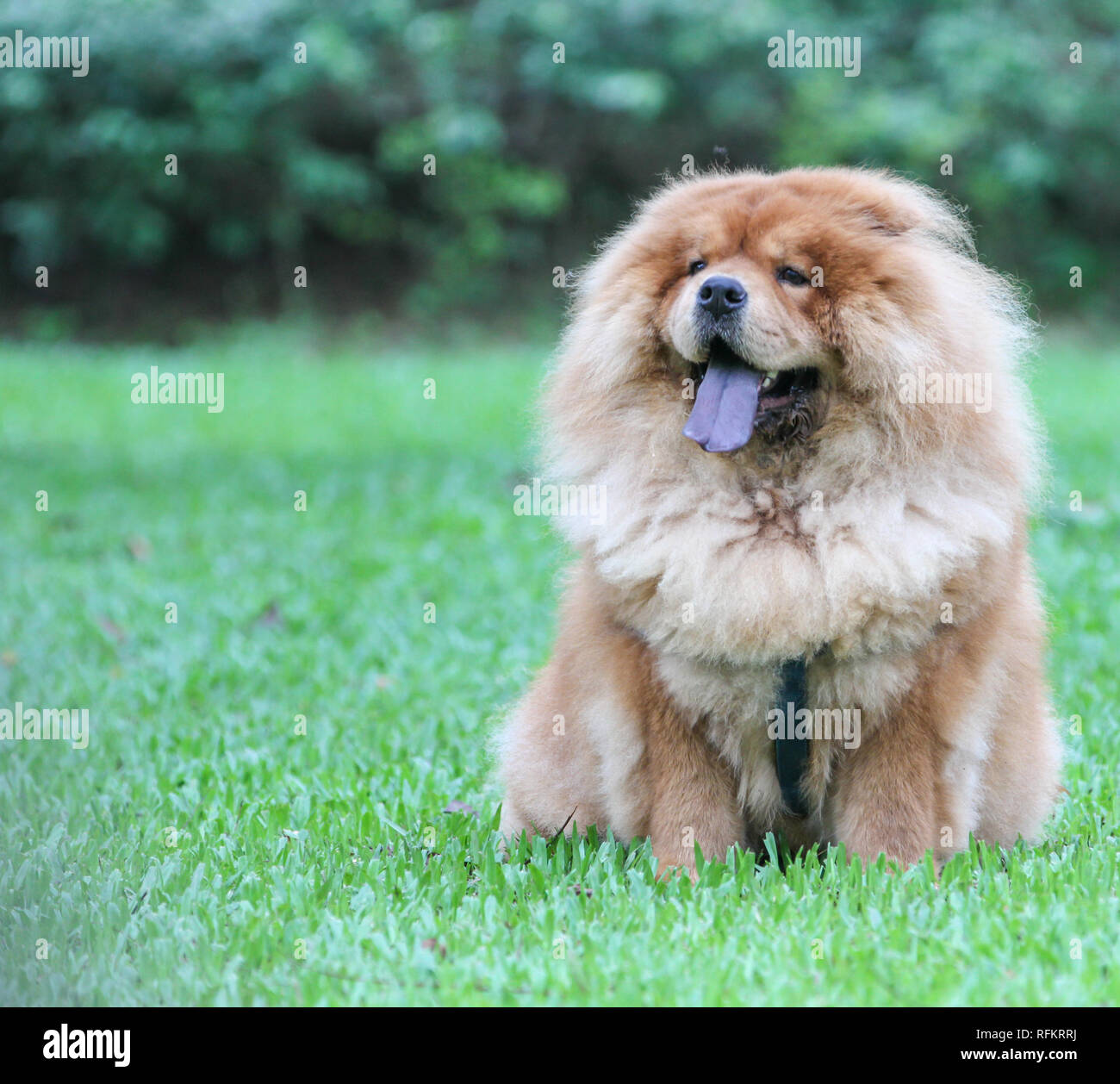 Field chow hi-res stock photography and images - Alamy