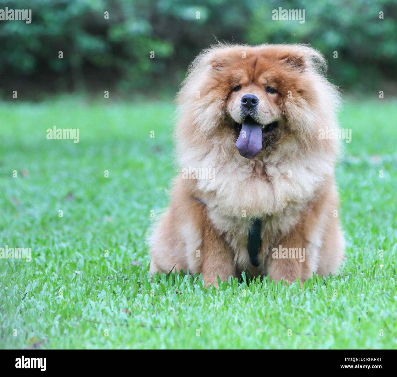 Tongue out chow chow hi-res stock photography and images - Alamy
