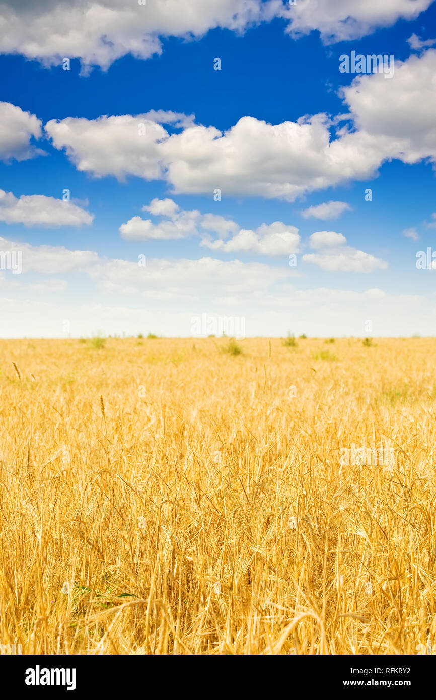 Summer landscape with rye field and cloudy sky Stock Photo - Alamy