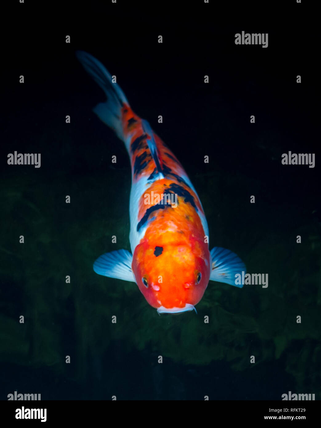 Koi fish inside the pond Stock Photo - Alamy