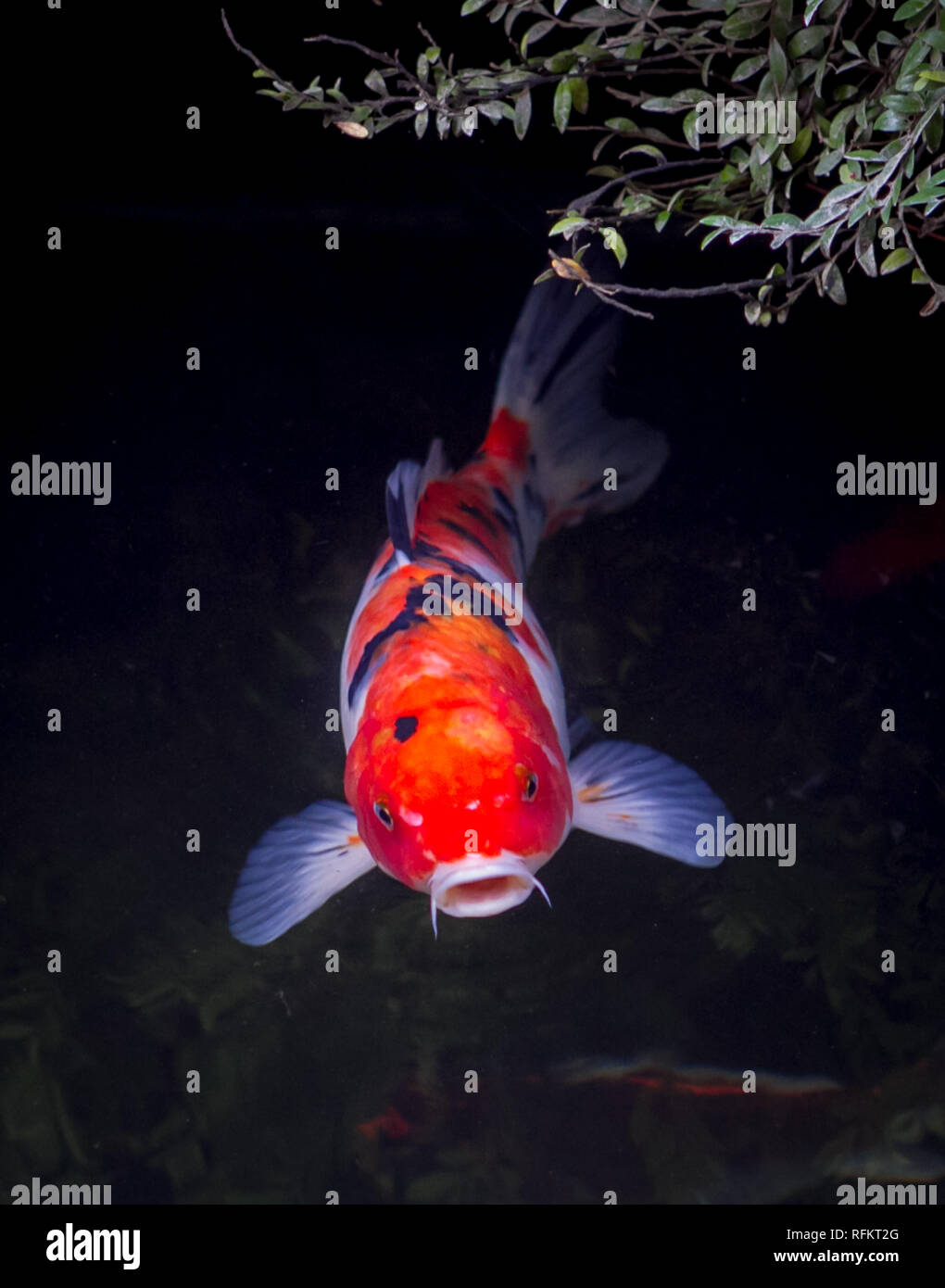 Koi fish inside the pond Stock Photo - Alamy