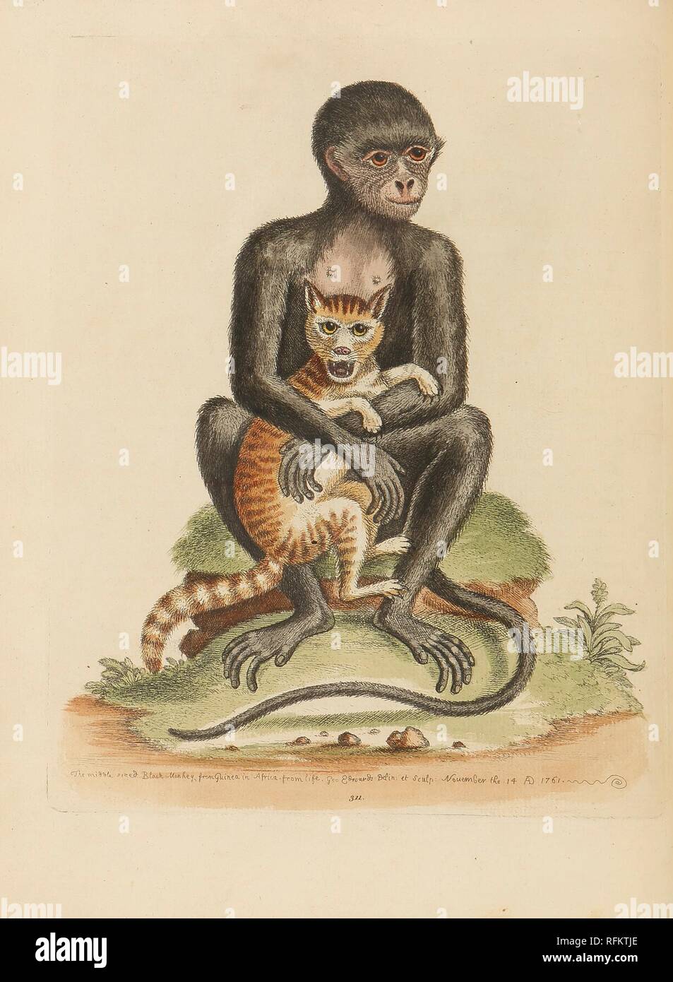 George of the jungle monkey hi-res stock photography and images - Alamy