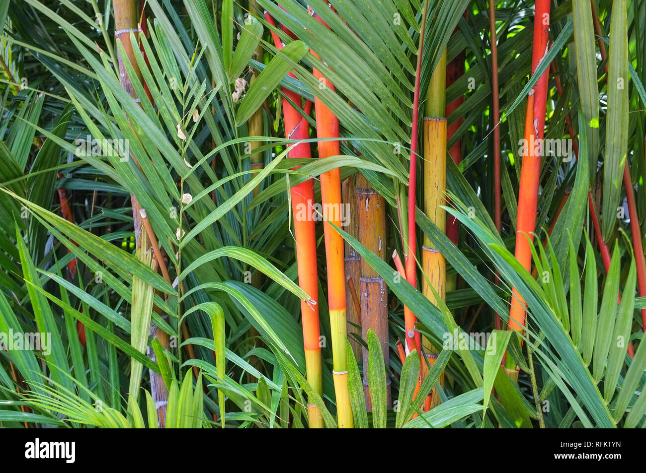 Fargesia Jiuzhaigou 1 bamboo, also called Red Panda Fargesia Stock ...