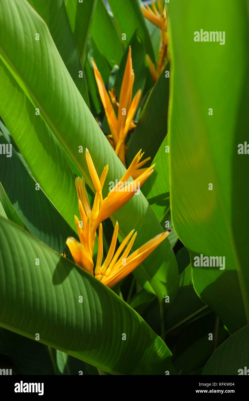 Heliconia psittacorum x spathocircinata golden torch Stock Photo - Alamy