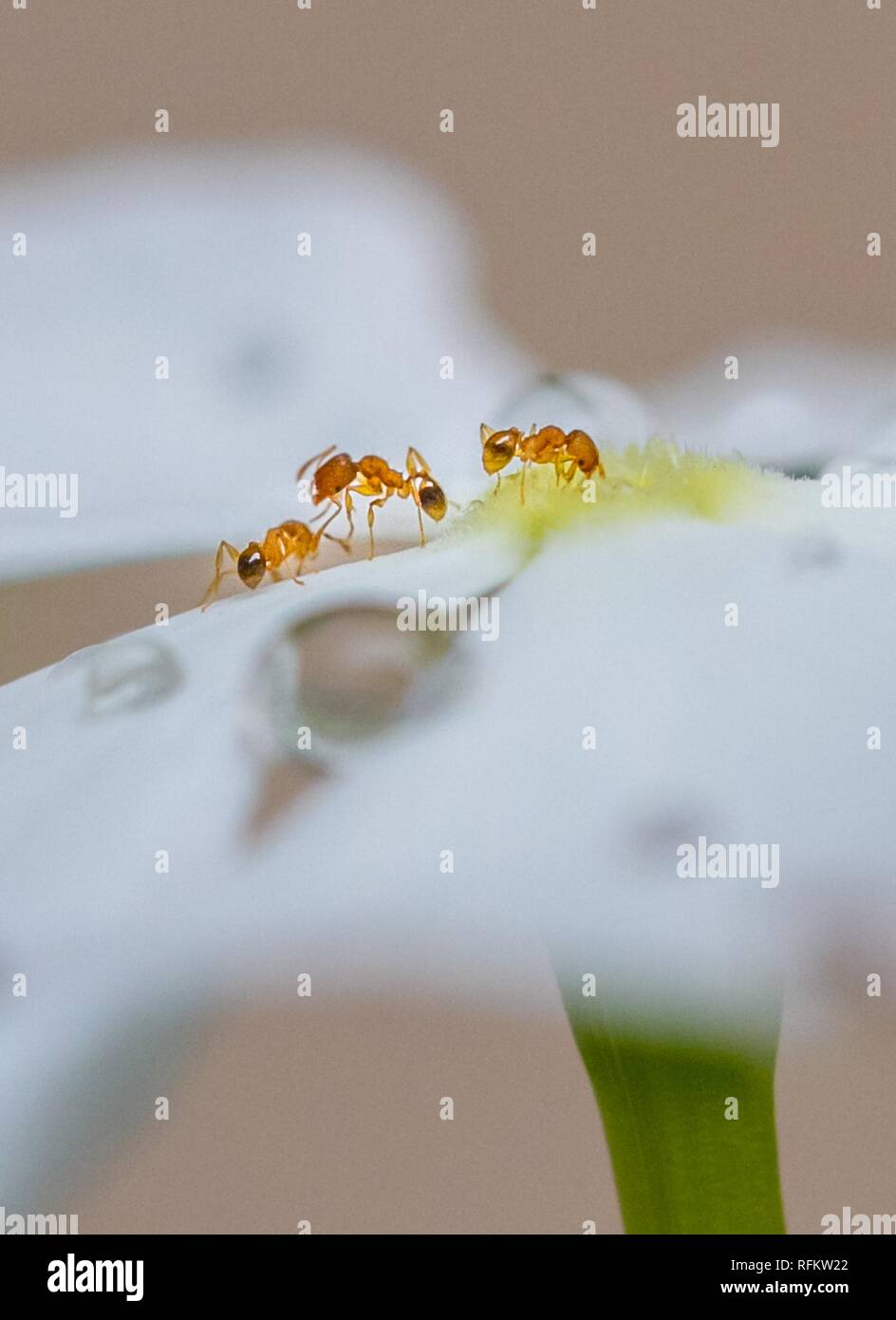 Little ants on a flower petal Stock Photo - Alamy