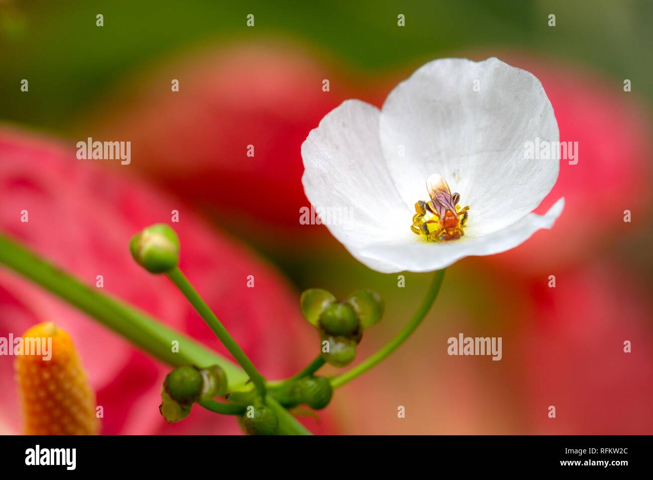 Busy little bee hi-res stock photography and images - Alamy