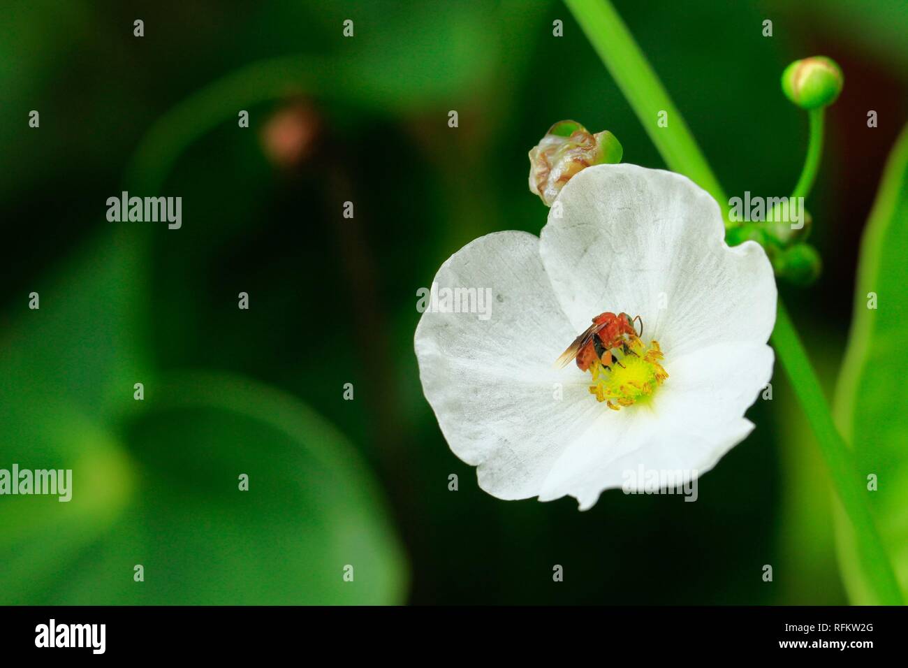 Busy little bee on a flower Stock Photo - Alamy